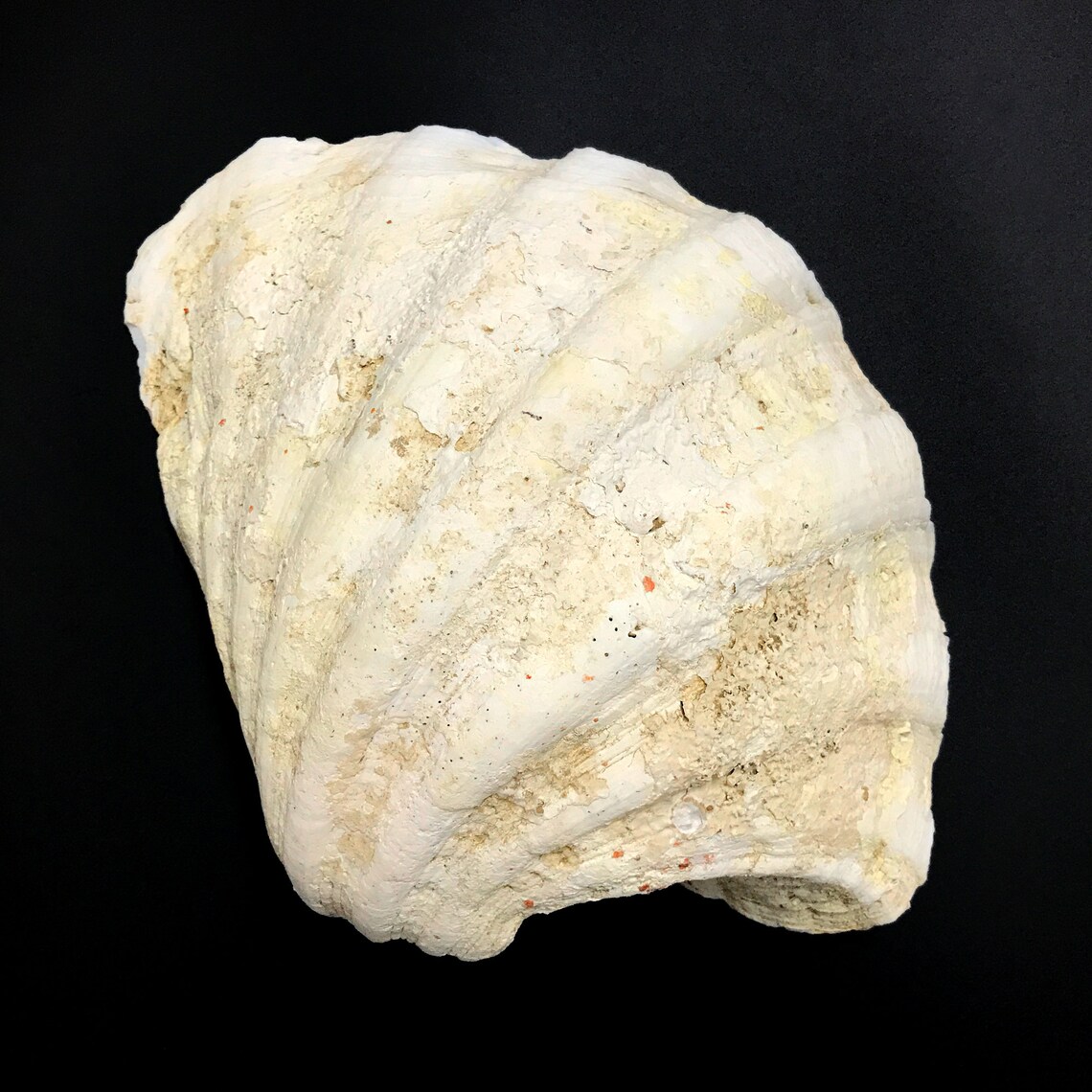 Extra Large Giant Clam Shell Half Very Rare Unique Real Sea Shell ...