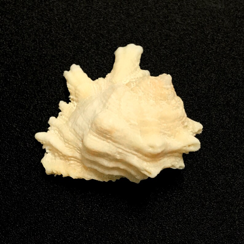 Finger Drupe Sea Shell Drupina Grossularia Natural Display - Etsy