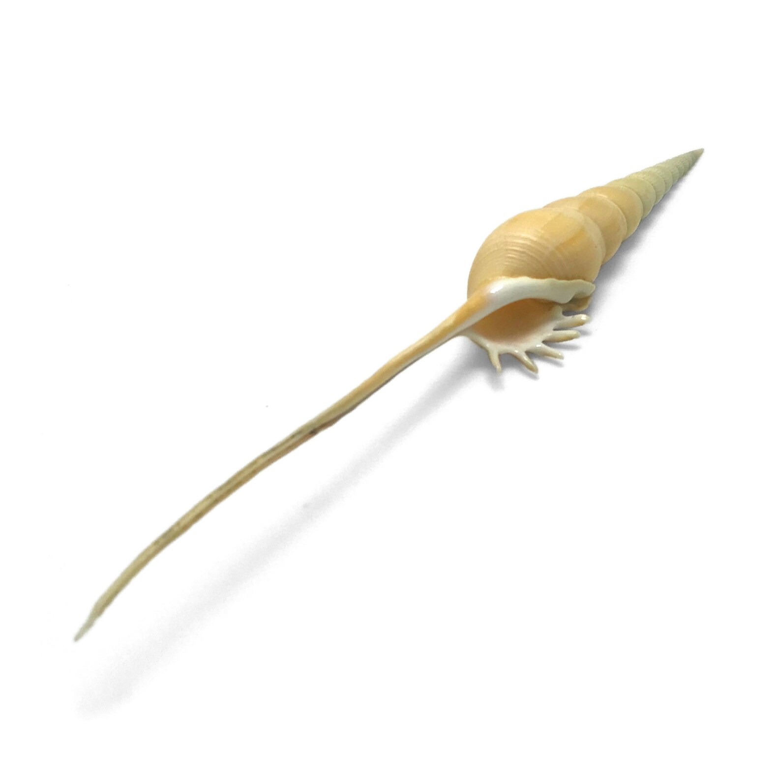 Spindle Tibia Sea Shell Shinbone Tibia Fusus Natural Display Specimen ...