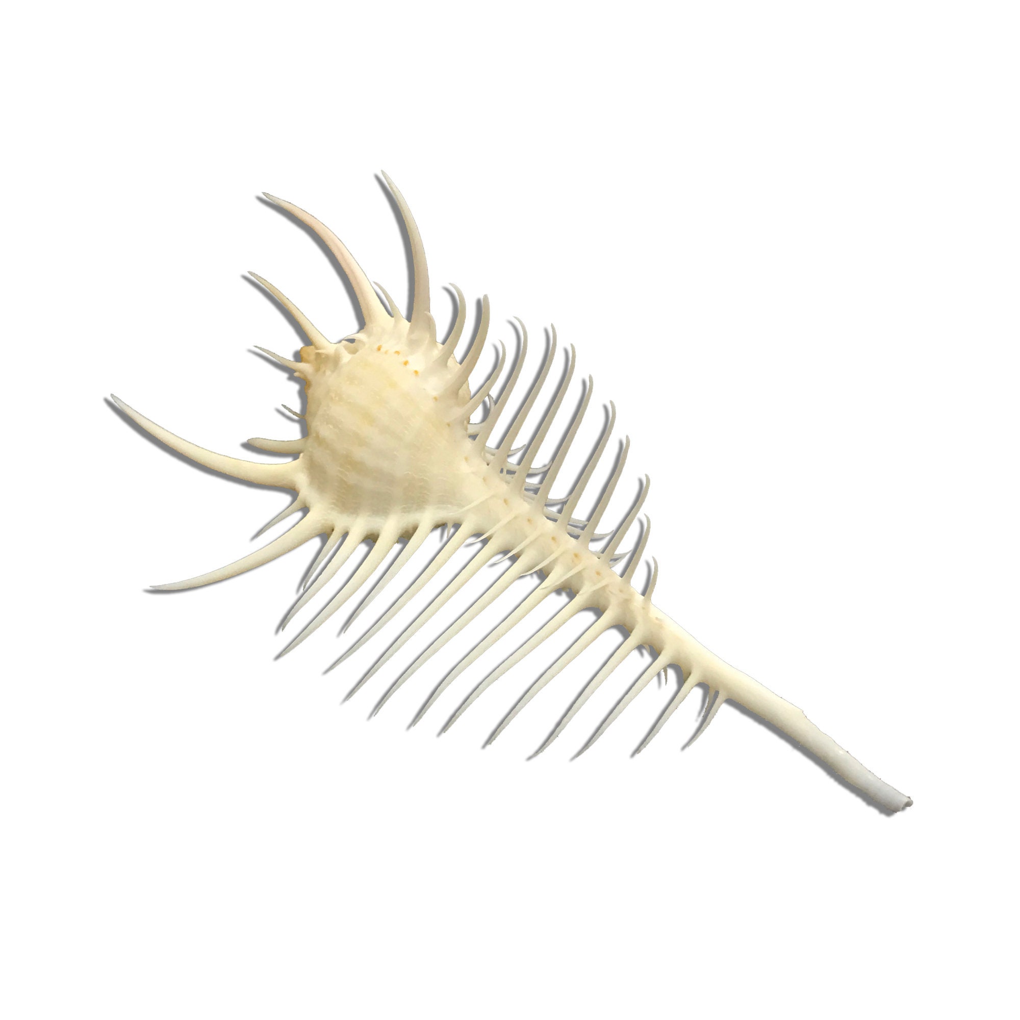 Venus Comb Sea Shell Murex Pecten Natural Display Specimen Marine ...