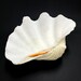 Extra Large Giant Clam Shell Half Very Rare Unique Real Sea Shell ...