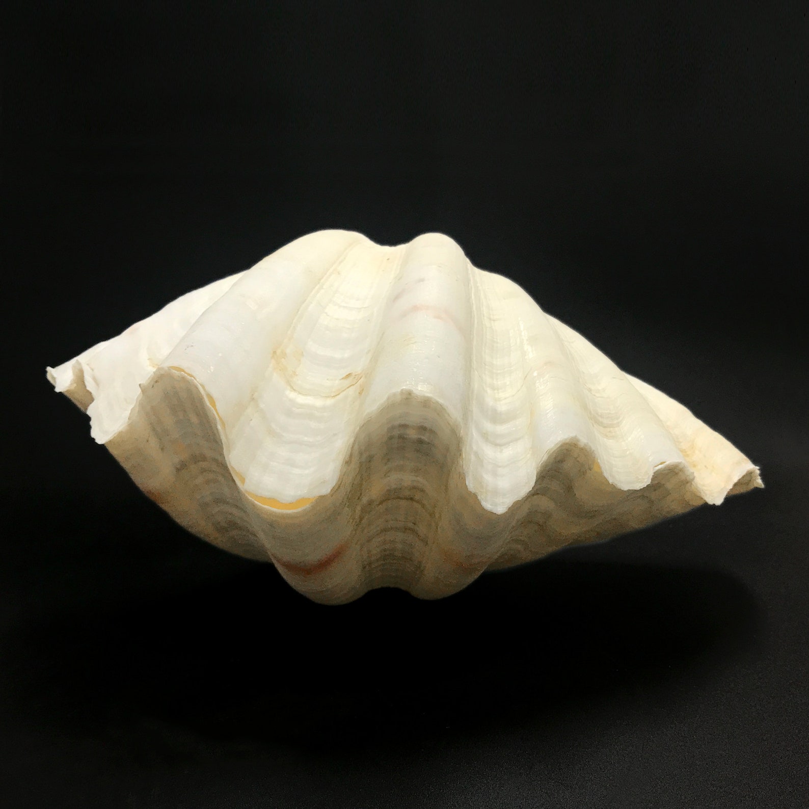 Extra Large Giant Clam Shell MATCHING PAIR Very Very Rare Unique Real ...