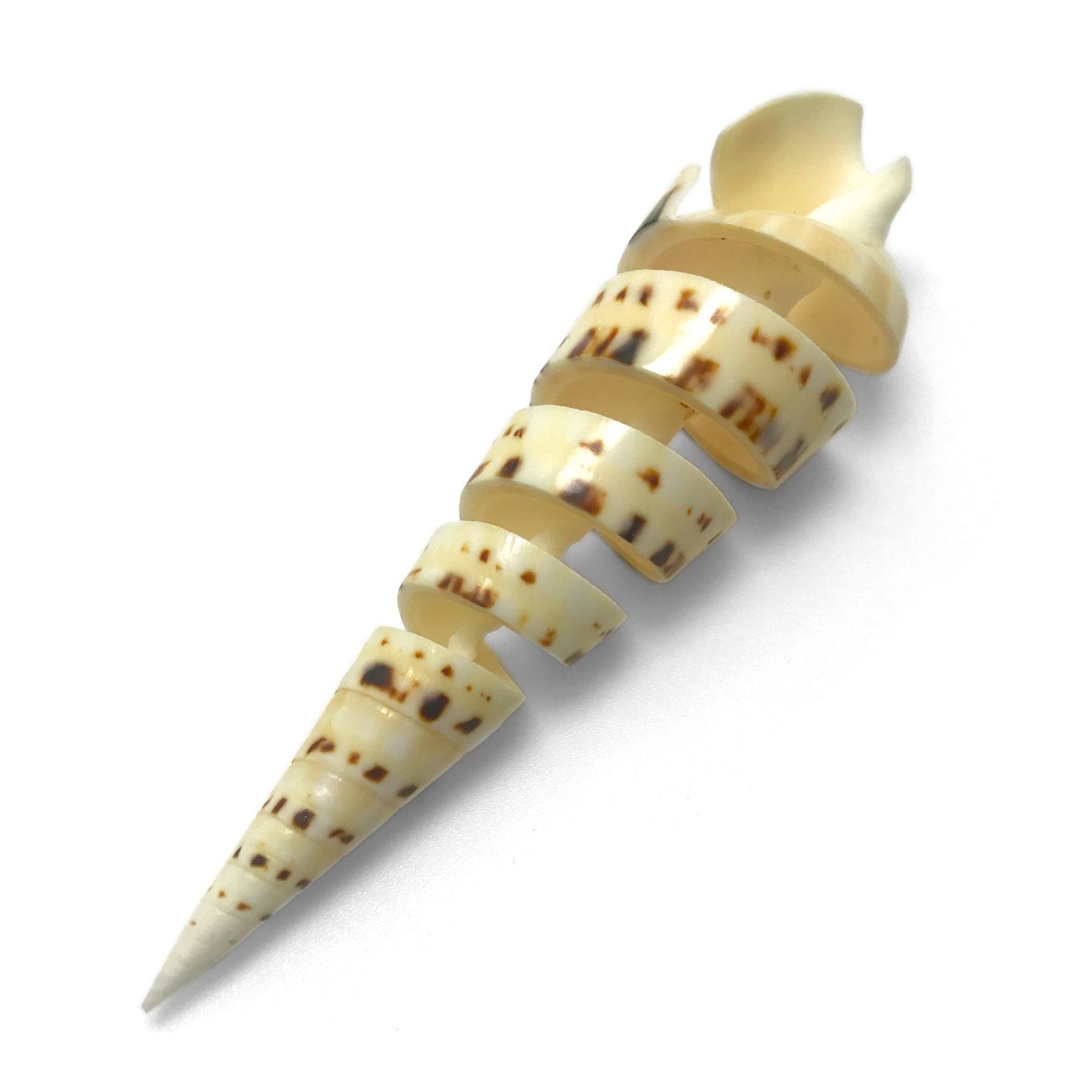 Spiral Cut Marlin Spike Auger Sea Shell Terebra Maculata - Etsy