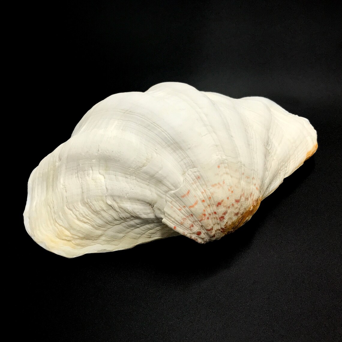 Extra Large Giant Clam Shell Half Very Rare Unique Real Sea Shell ...