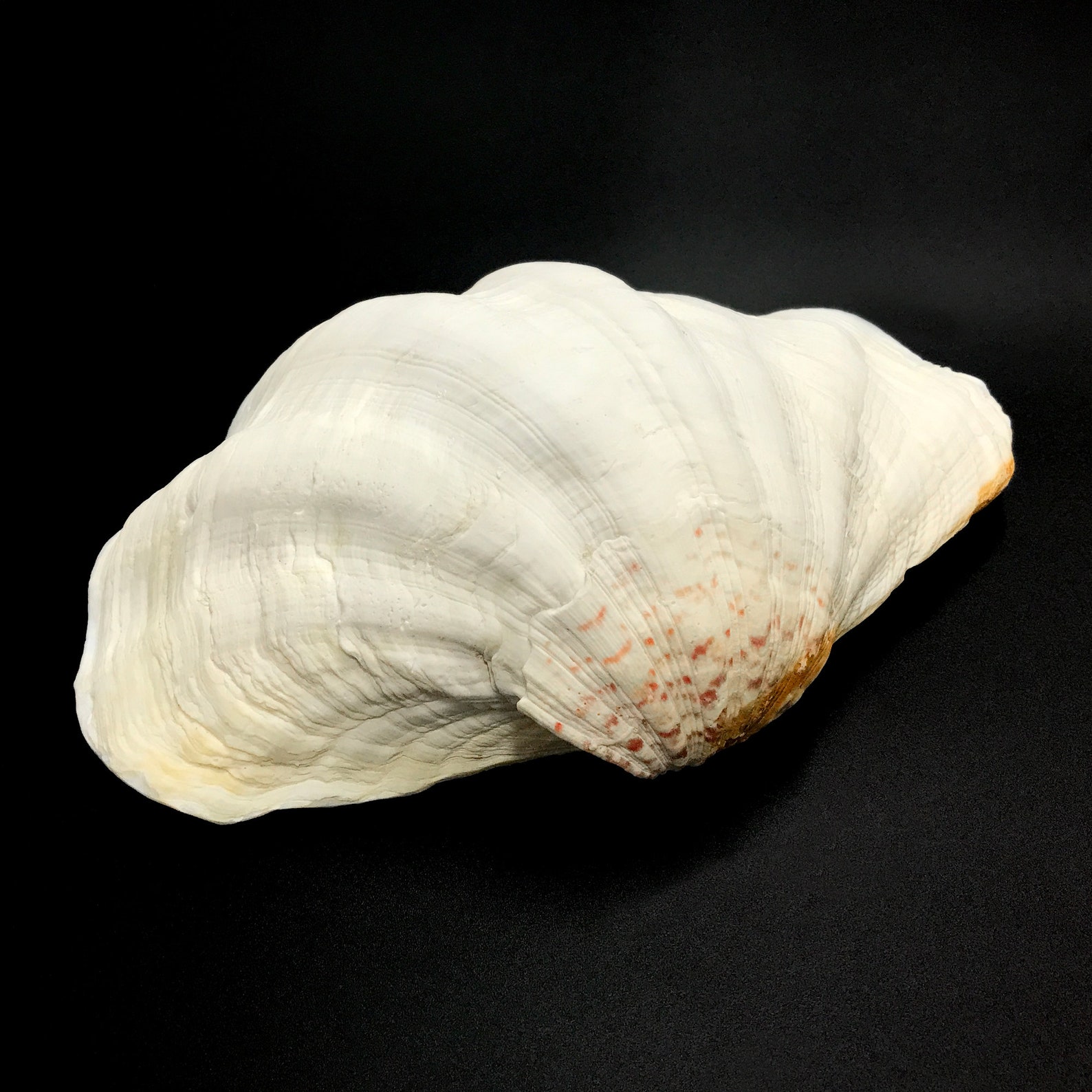 Extra Large Giant Clam Shell Half Very Rare Unique Real Sea - Etsy