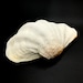Extra Large Giant Clam Shell Half Very Rare Unique Real Sea Shell ...