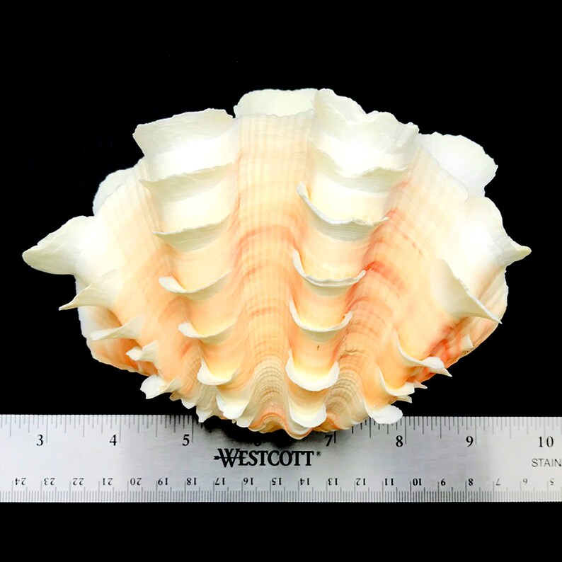 Tridacna Clam Shell Large Fancy Unique Sea Shell Decorative - Etsy
