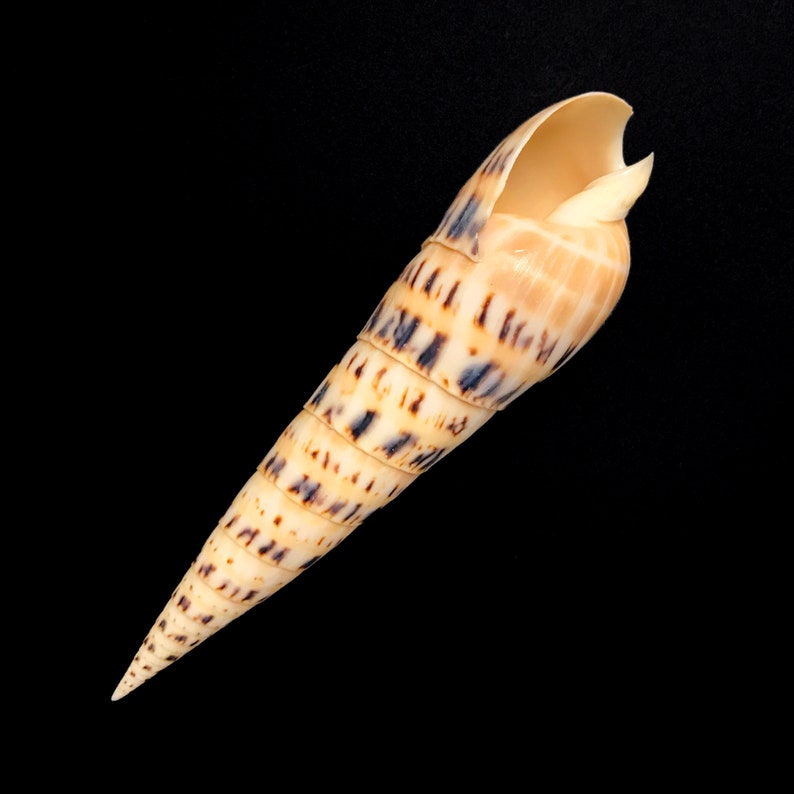 LARGE Marlin Spike Auger Sea Shell Terebra Maculata Natural - Etsy