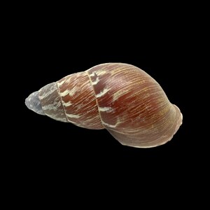 Chrysallis Snail Shell Natural Display Specimen Terrestrial Pulmonate Gastropod Mollusk Shell ...