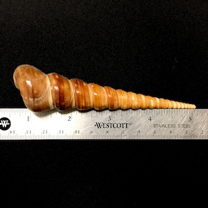 Auger Screw Sea Shell Turritella Terebra Tower Screw Shell Natural ...