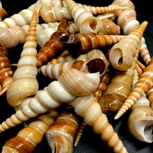 Auger Screw Sea Shell Turritella Terebra Tower Screw Shell Natural ...