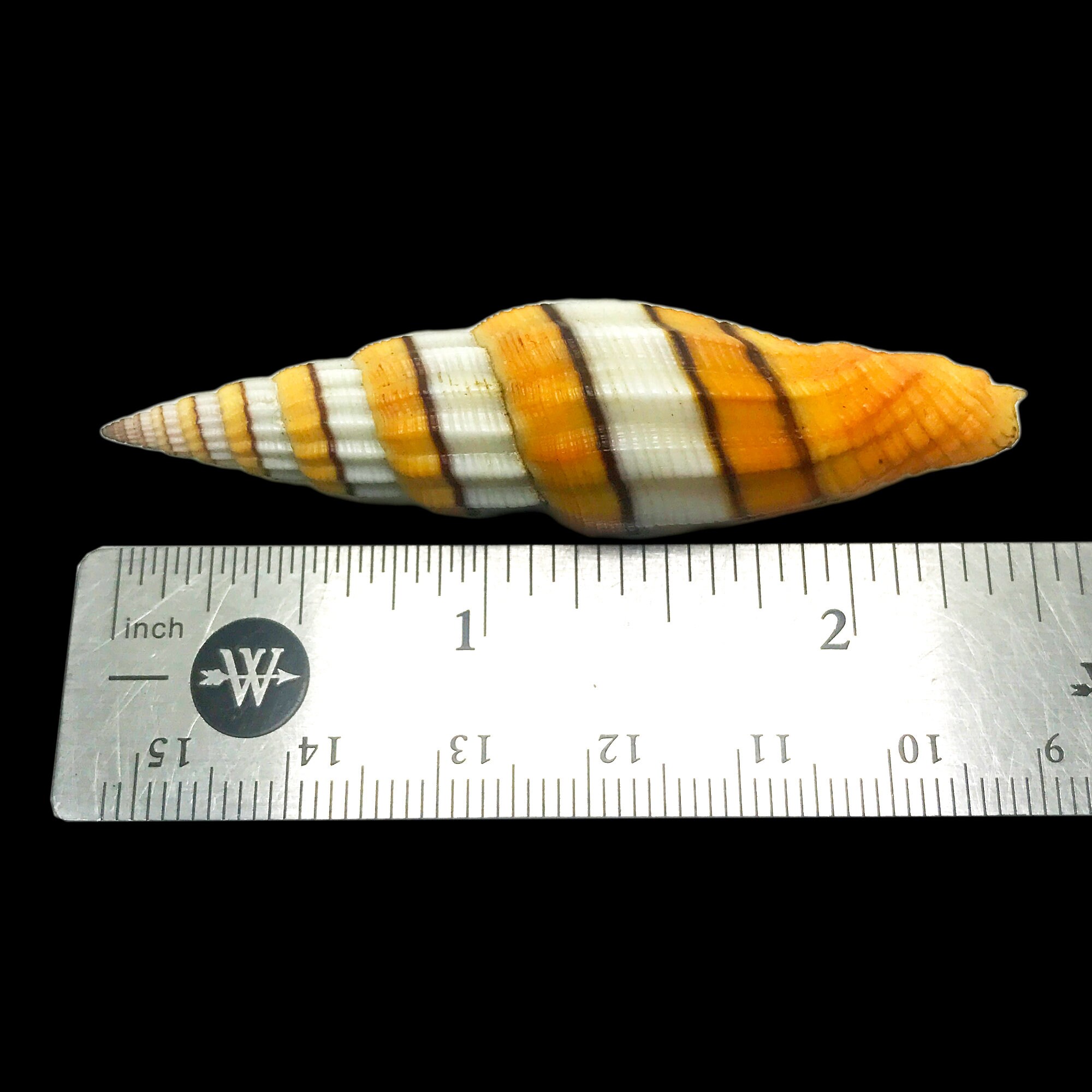 Orange & White Ribbon Miter Sea Shell Regal Queen Mitre Natural ...