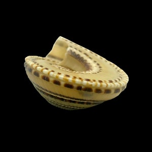 Sundial Perspective Sea Shell Architectonica Perspectiva Natural ...