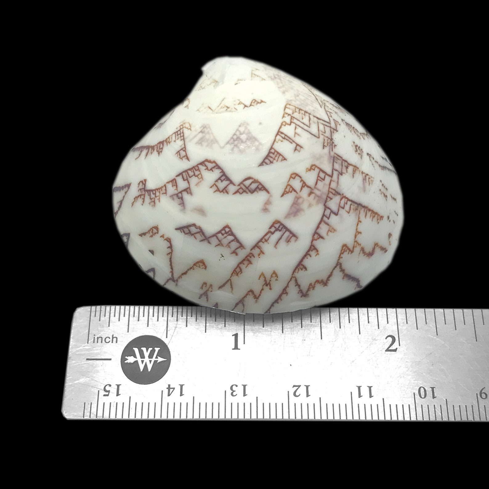 Venus Clam Shell MATCHING PAIR Zigzag Pattern Lioconcha Castrensis ...