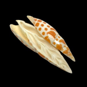 Split Orange & White Mitra Sea Shell Episcopal Miter Natural Display ...