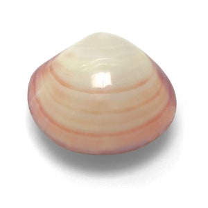 Polished Tiger Hatchet Clam Shell MATCHING PAIR Codakia Tigerina Unique Complete Clam Shell ...