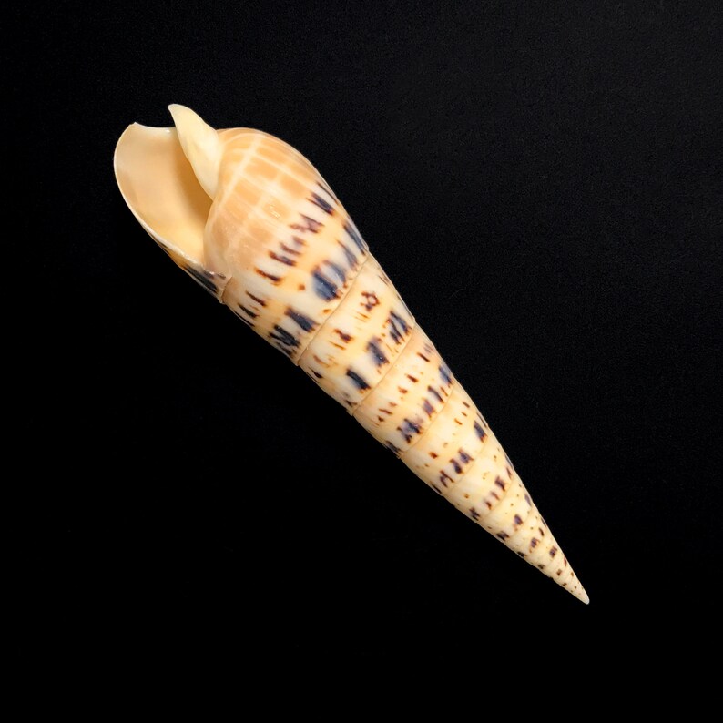 LARGE Marlin Spike Auger Sea Shell Terebra Maculata Natural - Etsy