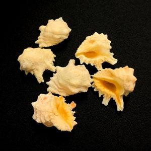 Finger Drupe Sea Shell Drupina Grossularia Natural Display Specimen ...