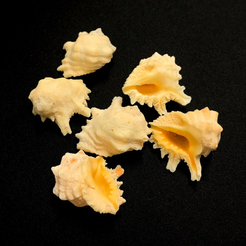 Finger Drupe Sea Shell Drupina Grossularia Natural Display - Etsy