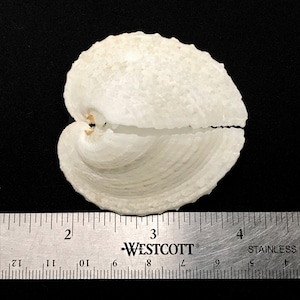 White Heart Cockle Sea Shell Cardium Cardissa Unique Natural Display ...