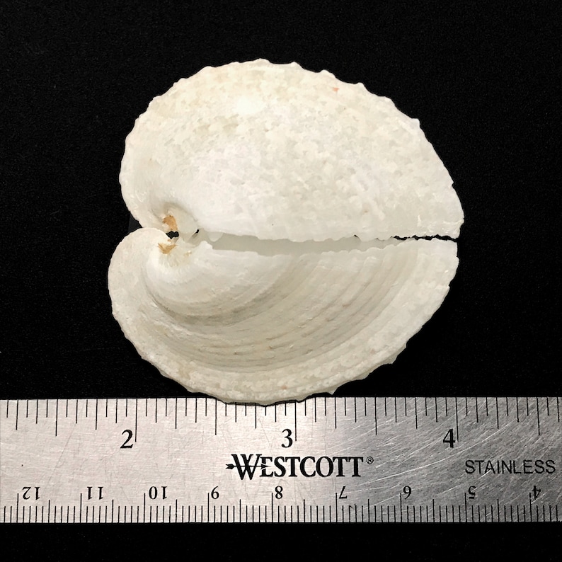 White Heart Cockle Sea Shell Cardium Cardissa Unique Natural - Etsy