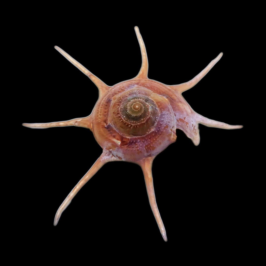 Yoka Star Turban Sea Snail Shell Guildfordia Yoka Sea Shell Natural ...