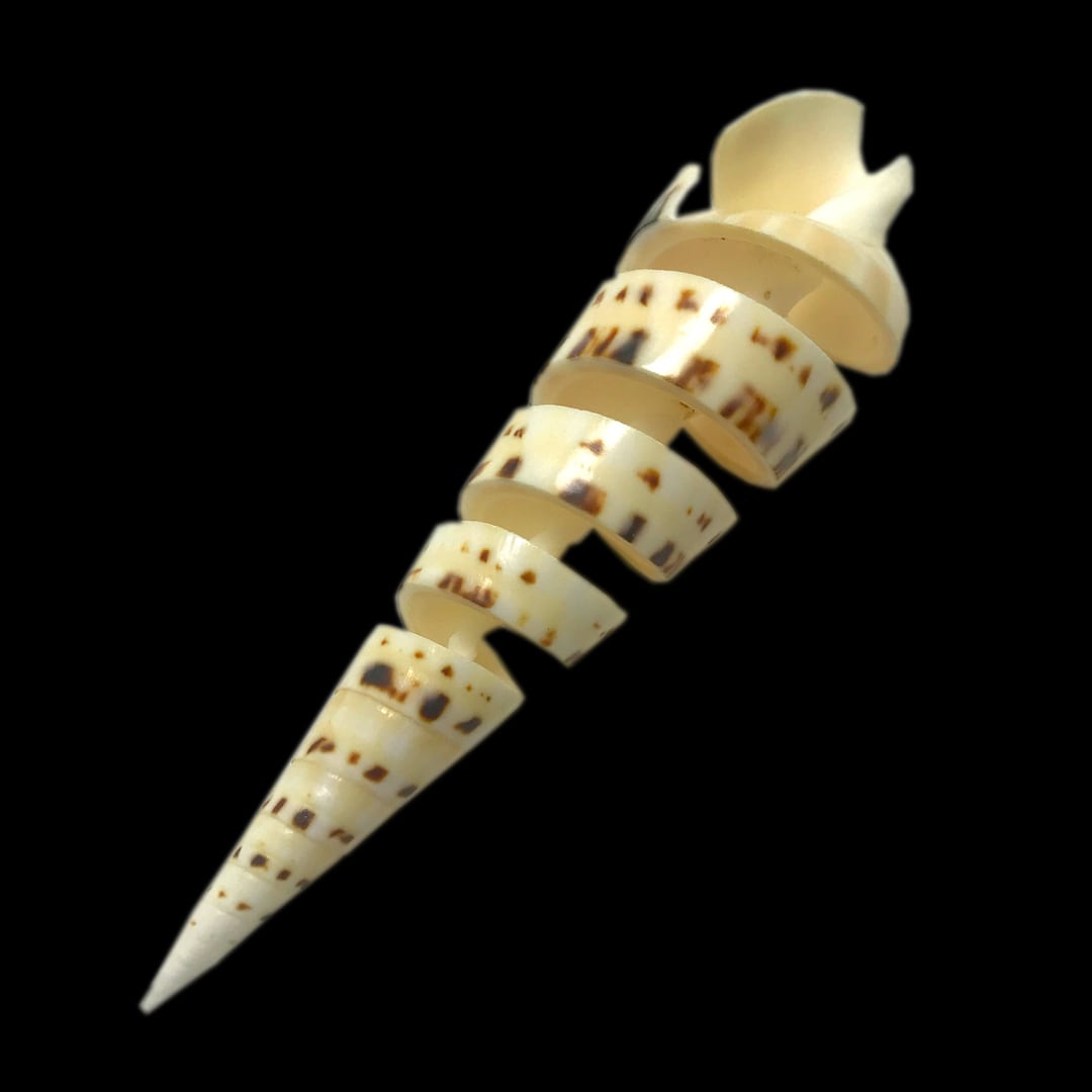 Spiral Spike Auger Sea Shell Terebra Maculata Display Specimen Marine ...