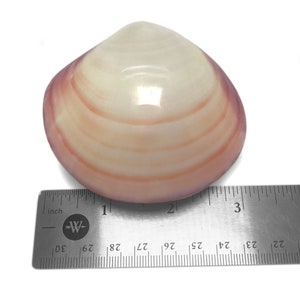 Polished Tiger Hatchet Clam Shell MATCHING PAIR Codakia Tigerina Unique ...