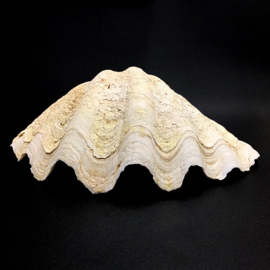 Extra Large Giant Clam Shell Half Very Rare Unique Real Sea Shell ...