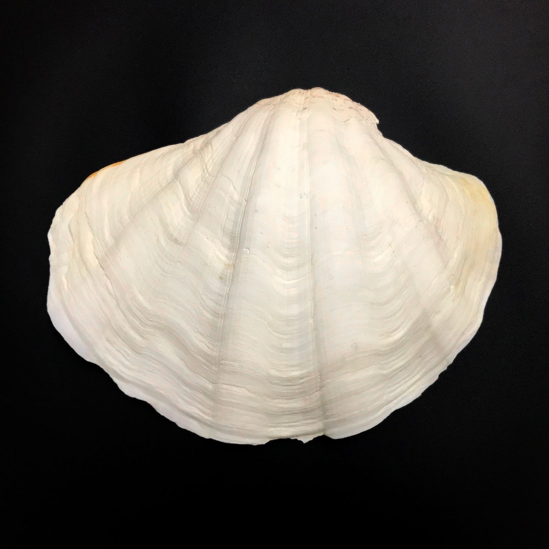 Extra Large Giant Clam Shell Half Very Rare Unique Real Sea Shell ...