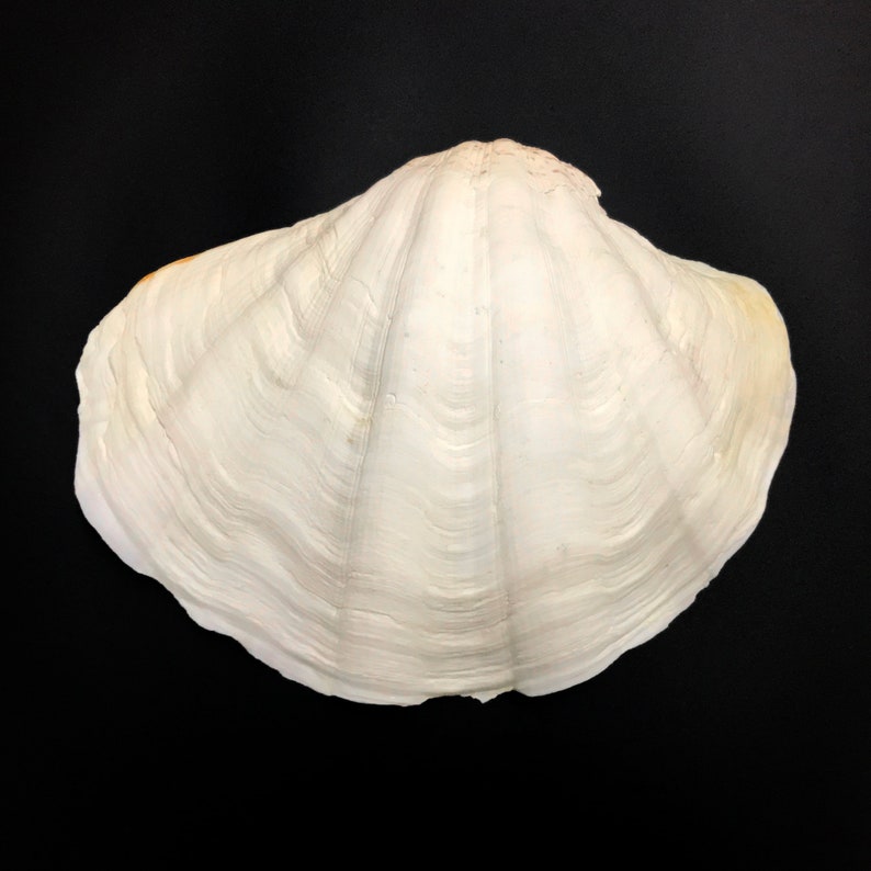 Extra Large Giant Clam Shell Half Very Rare Unique Real Sea - Etsy