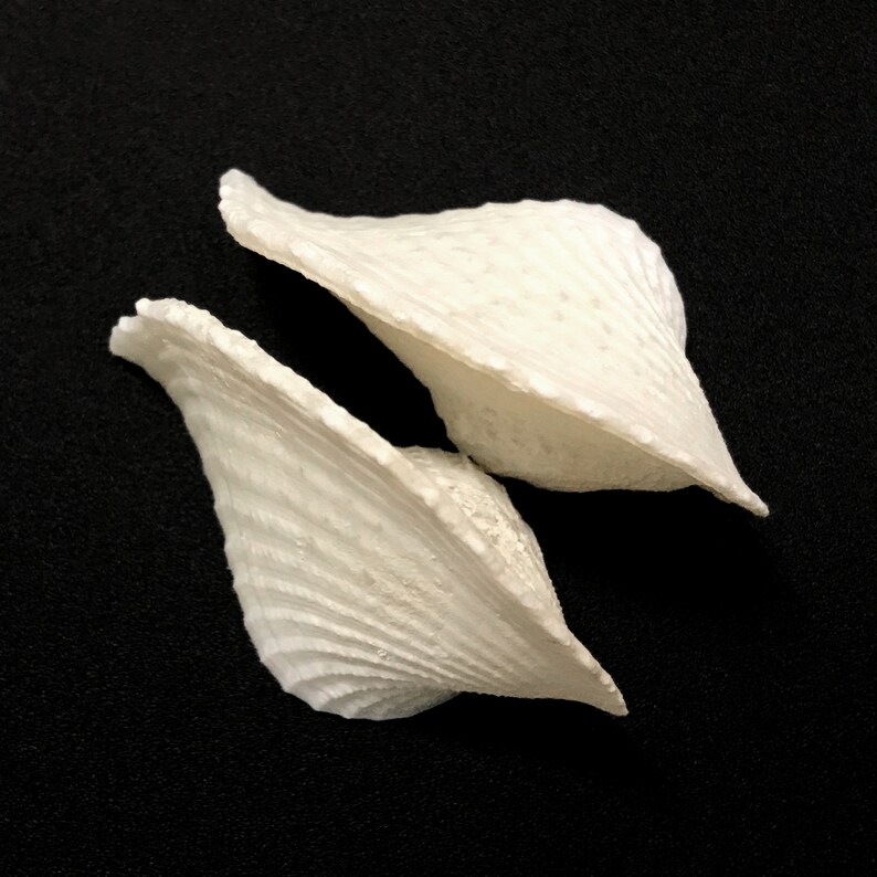 White Heart Cockle Sea Shell Cardium Cardissa Unique Natural - Etsy