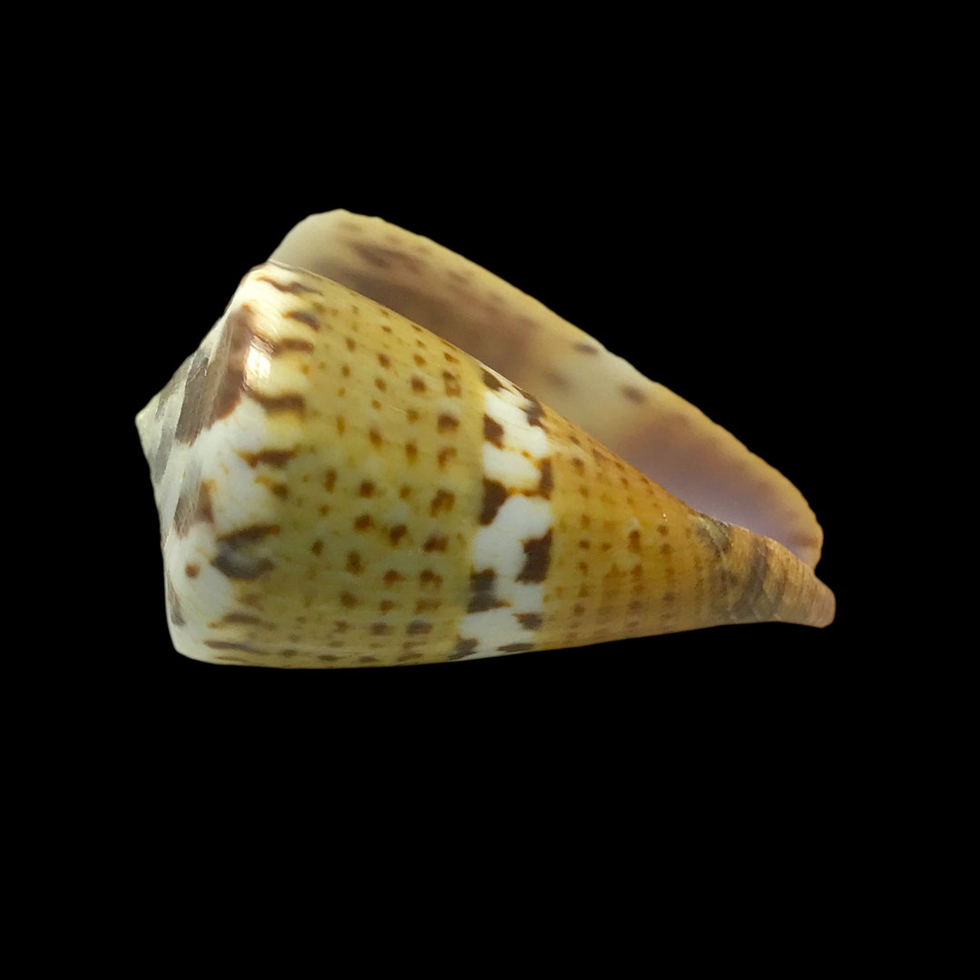 Captain's Cone Sea Shell Conus Capitaneus Natural Display Specimen ...