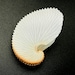Argonaut Shell Paper Nautilus Natural Cleaned Sea Shell Rare Delicate ...
