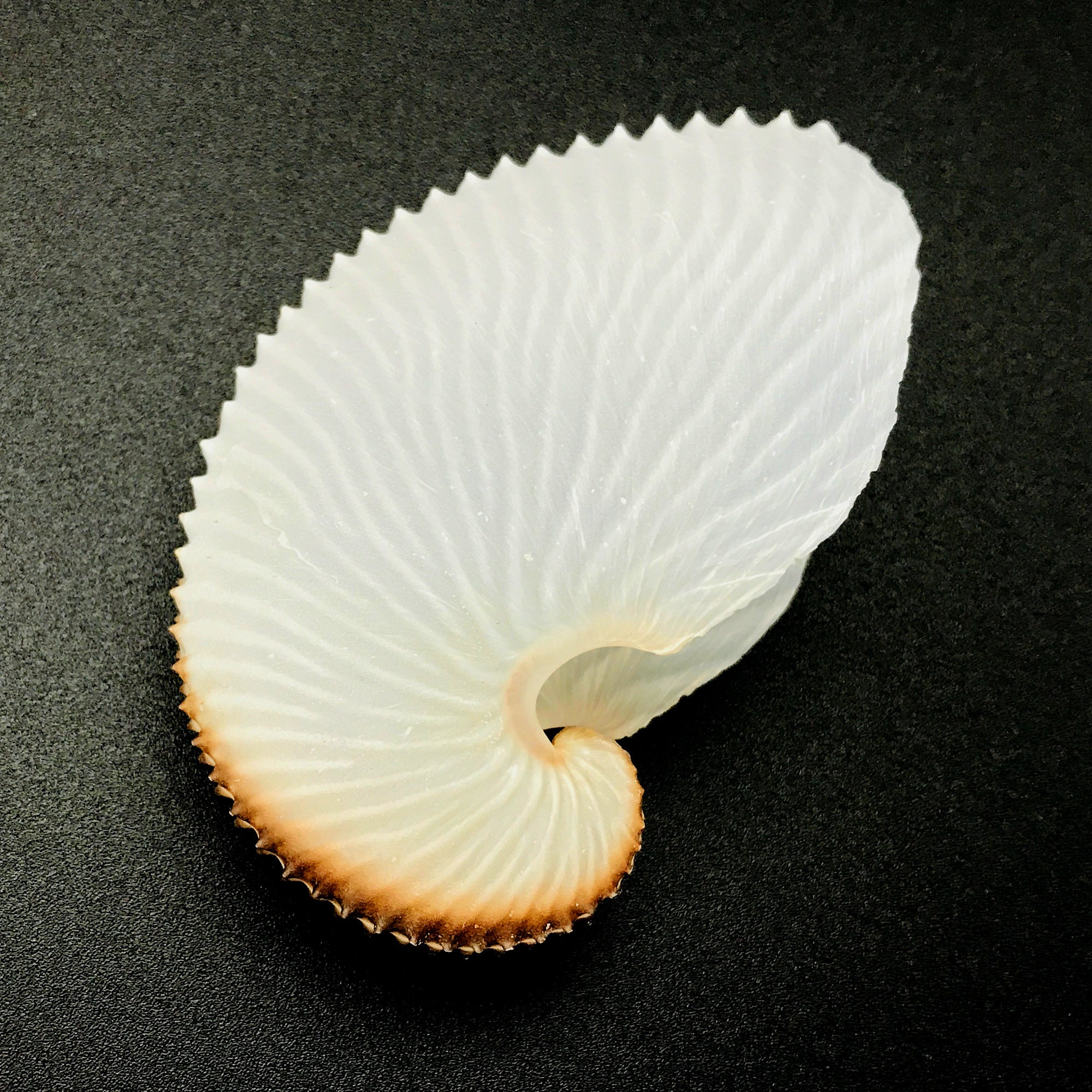 Argonaut Shell Paper Nautilus Natural Cleaned Sea Shell Rare Delicate ...