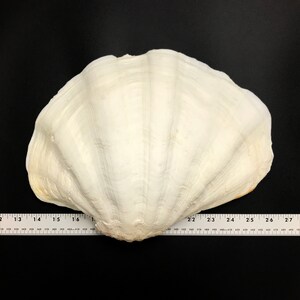 Extra Large Giant Clam Shell Half Very Rare Unique Real Sea Shell ...