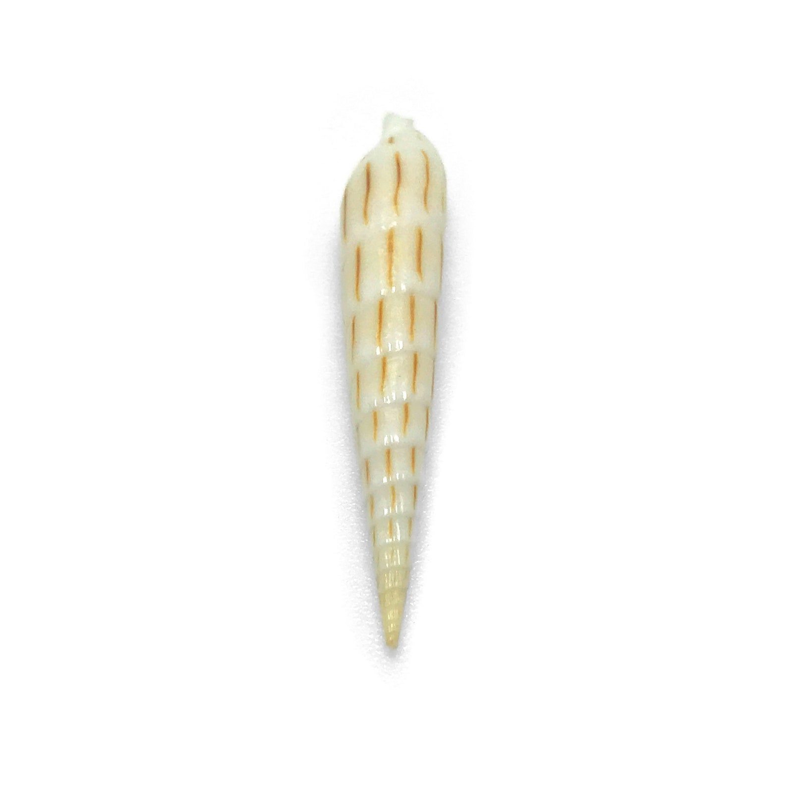 Lance Auger Sea Shell Hastula Lanceata Adorable Tiny Natural Collectible Display Specimen Marine ...