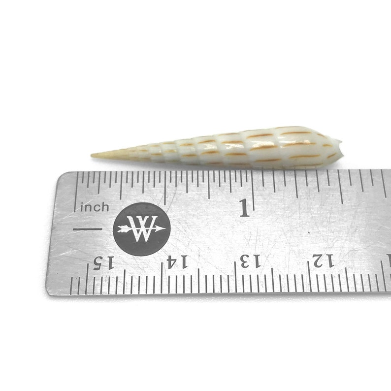 Lance Auger Sea Shell Hastula Lanceata Adorable Tiny Natural - Etsy