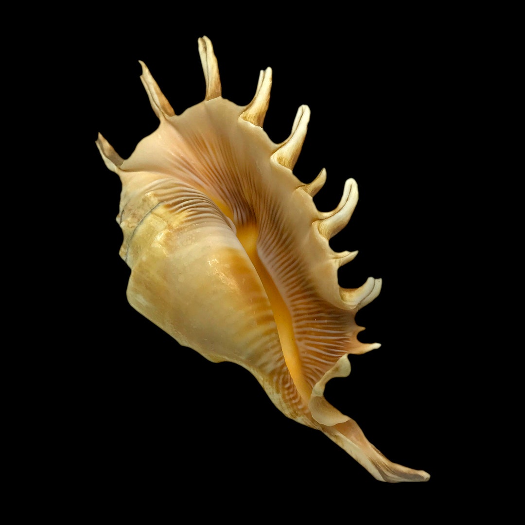 Spider Conch Sea Shell Lambis Millepeda Natural Display Specimen Marine ...