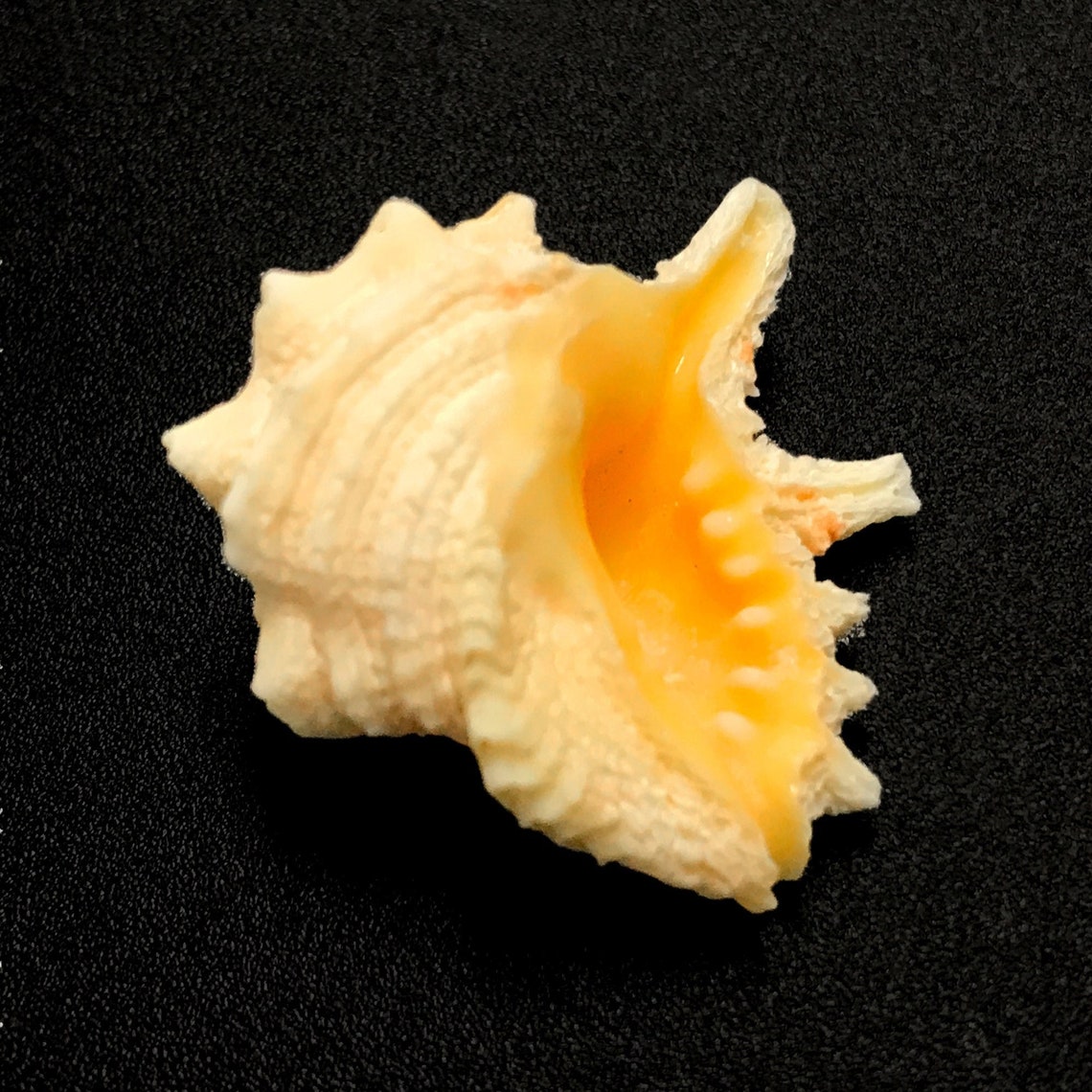 Finger Drupe Sea Shell Drupina Grossularia Natural Display - Etsy