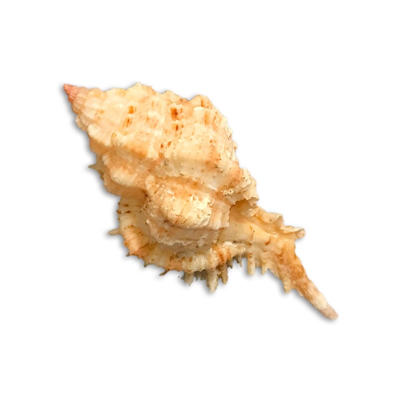 Superb Murex Sea Shell Chicomurex Superbus Natural Display Specimen ...