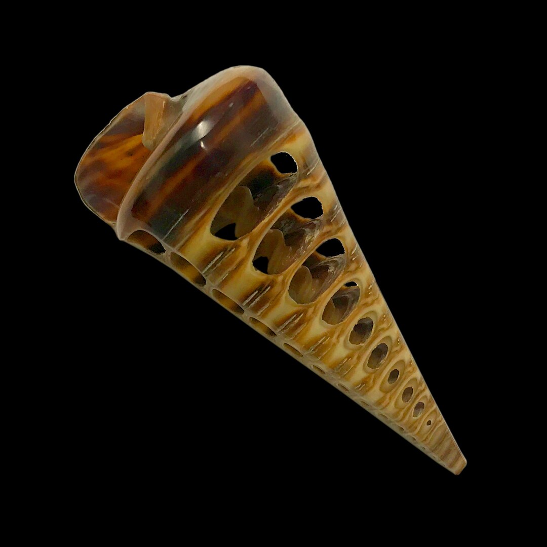 Cut Away Telescopium Shell Telescope Snail Sea Shell Natural Display ...