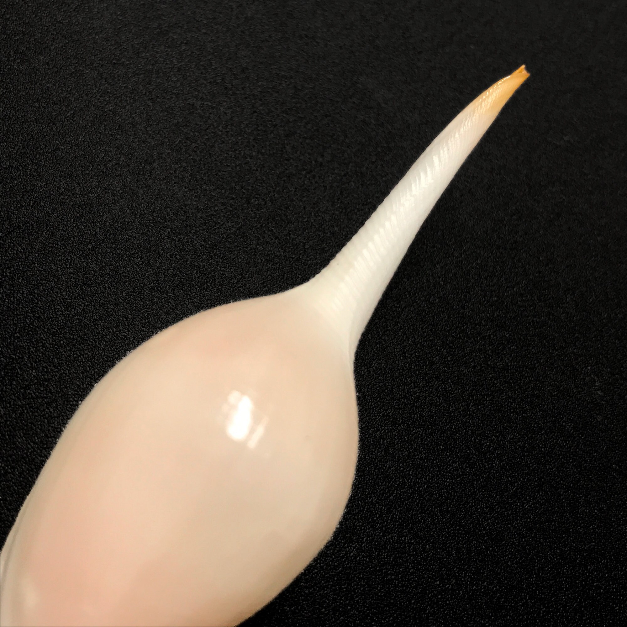 Volva Volva Sea Shell Spindle Egg Cowry Natural Display Specimen Marine ...