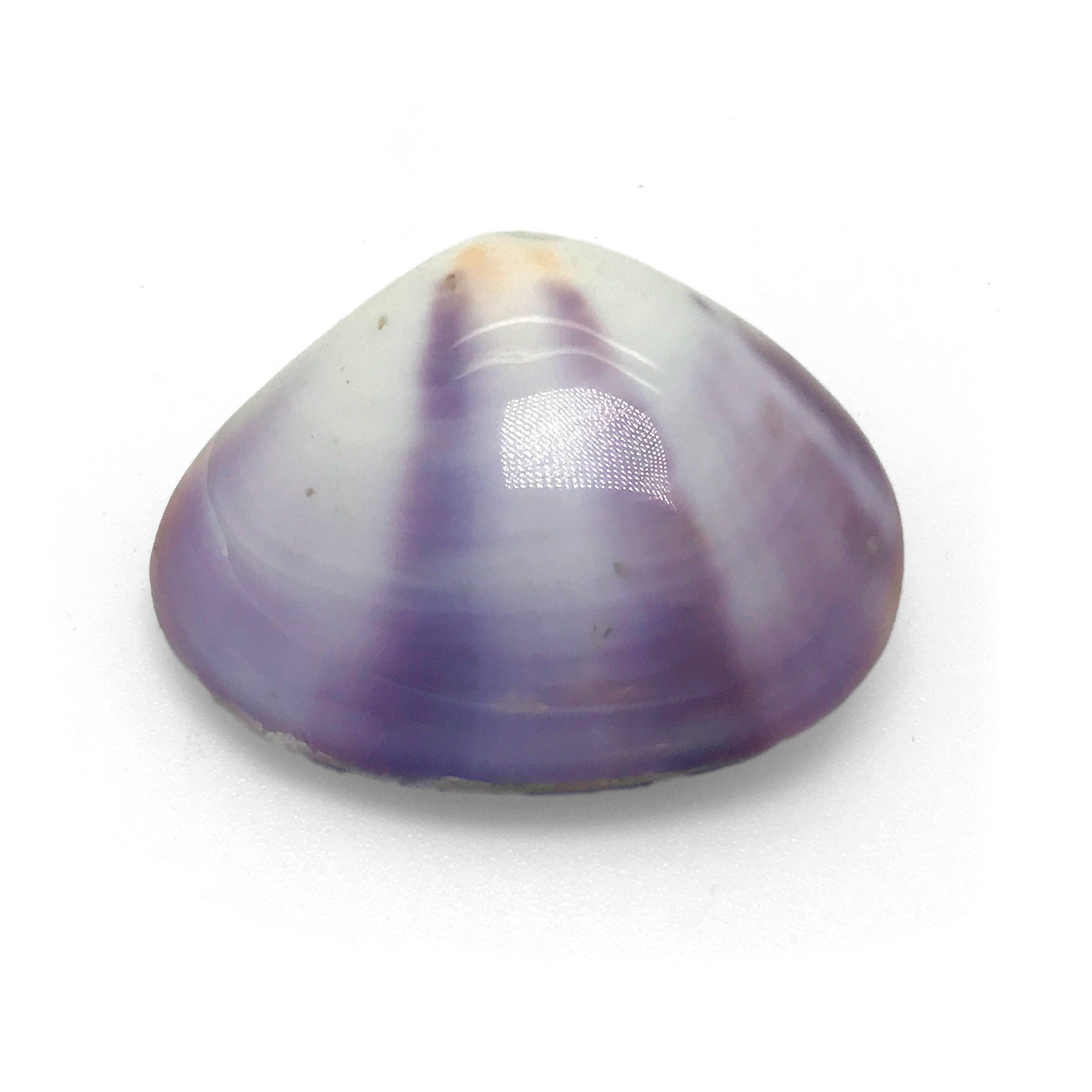 Polished Purple Venus Clam Shell MATCHING PAIR Lajonkairia Lajonkairii ...