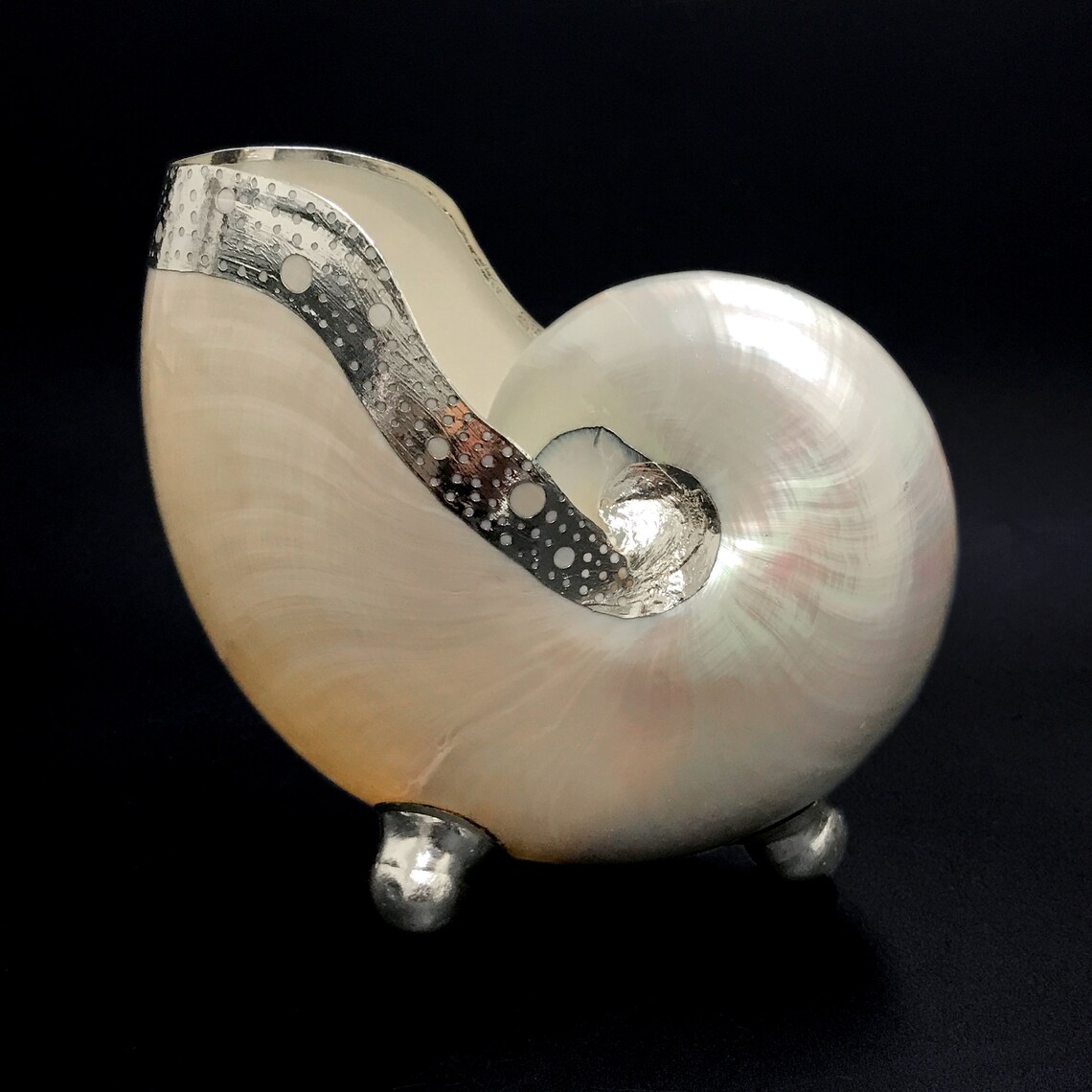Silver Gilded Pearlized Chambered Nautilus Sea Shell With Display Stand ...
