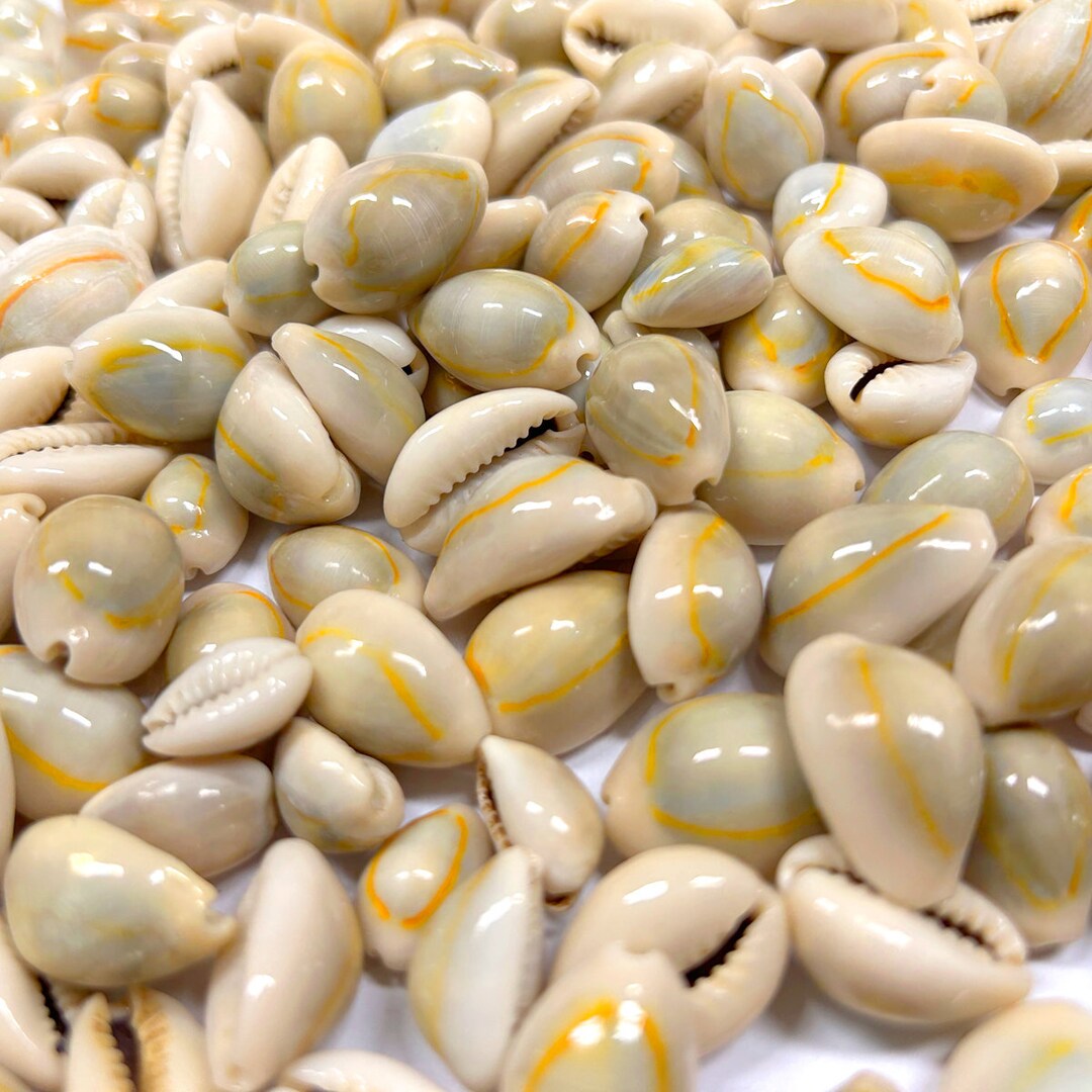 Gold Ring Cowrie Sea Shells 25 Grams of Polished Premium Quality ...