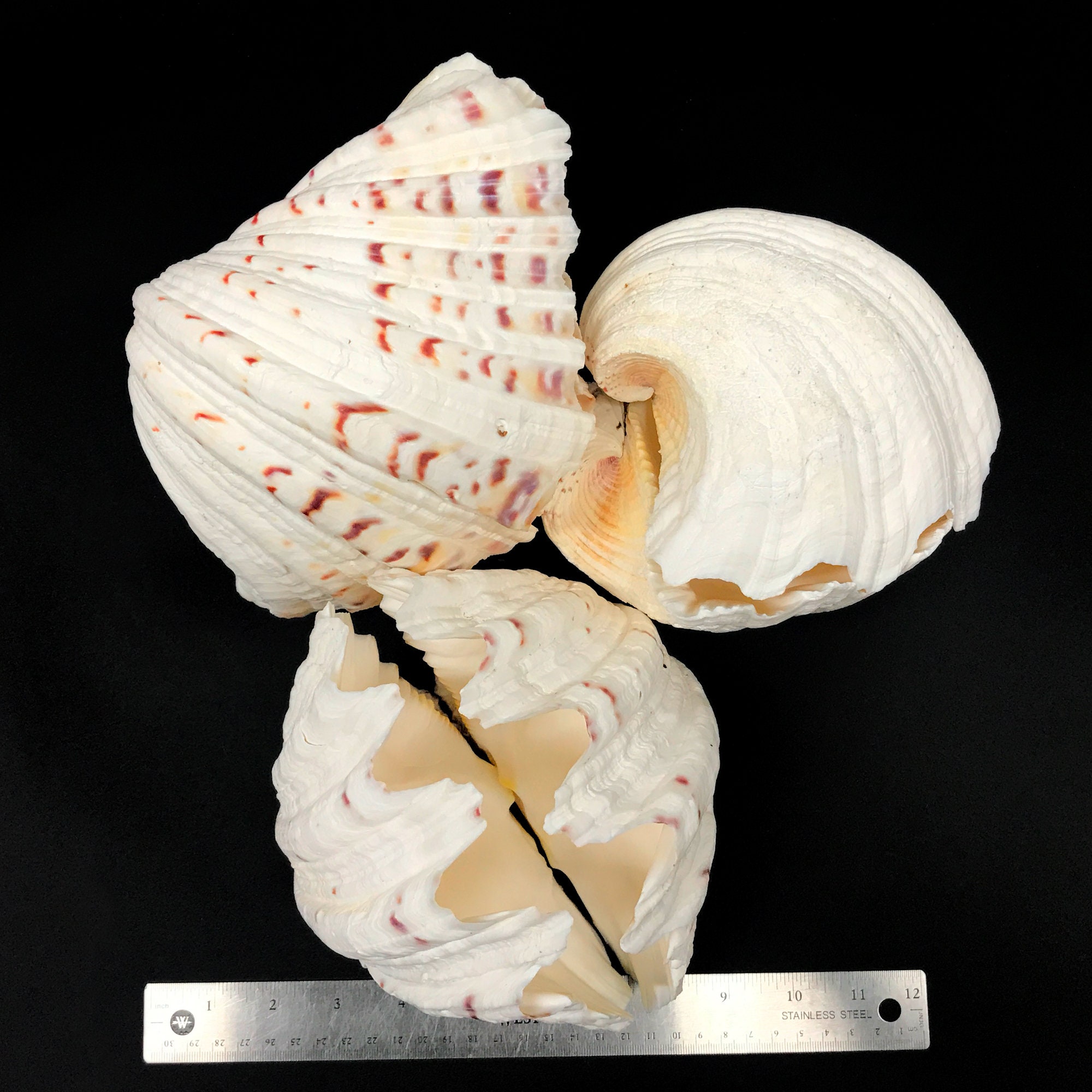 Extra Large Horse Hoof Clam Shell MATCHING PAIR Hippopus - Etsy