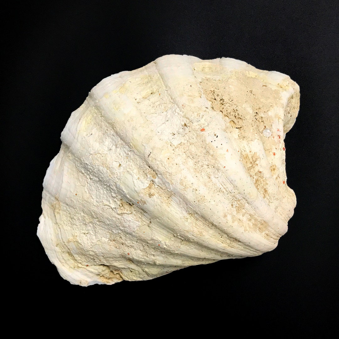 Extra Large Giant Clam Shell Half Very Rare Unique Real Sea Shell ...