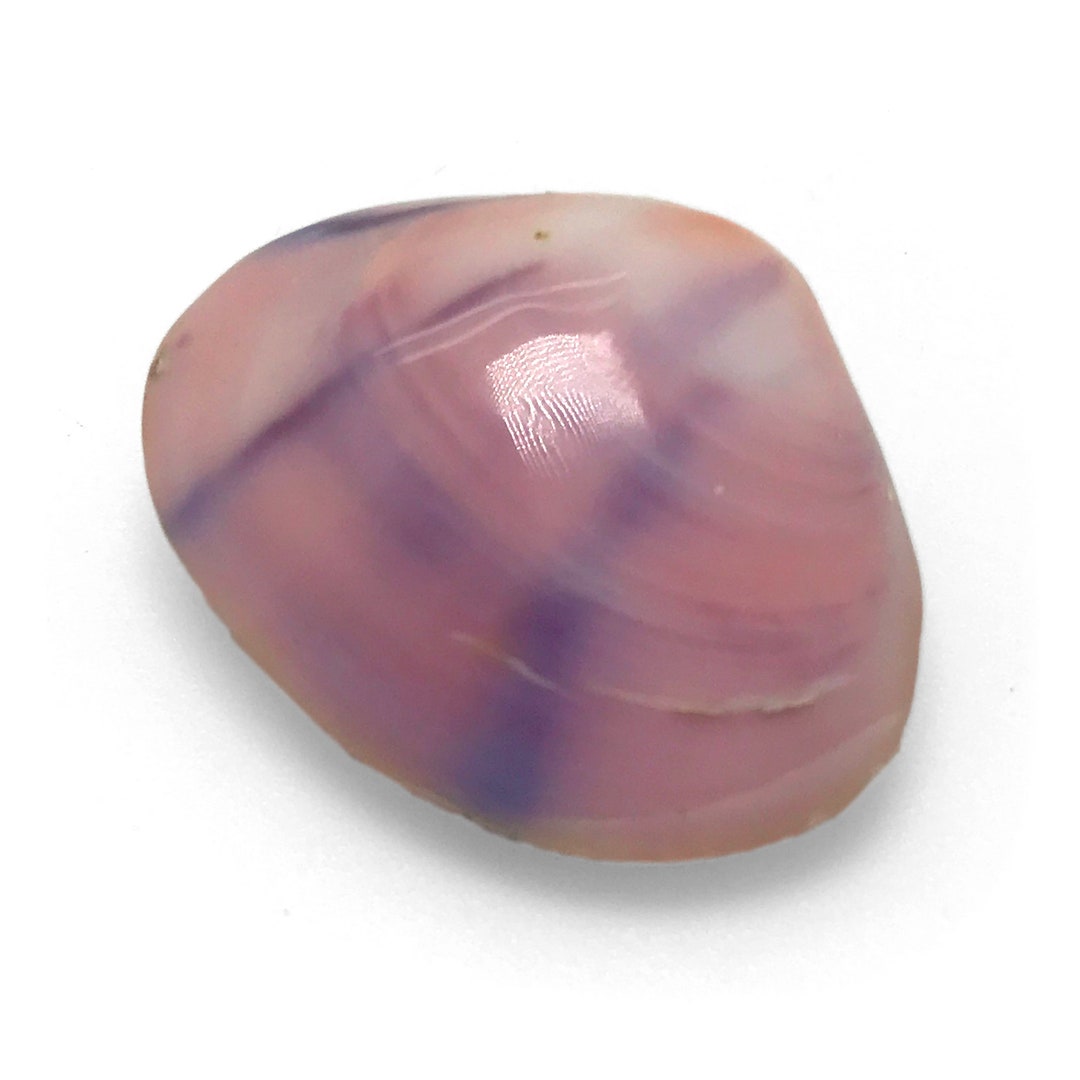 Polished Purple Venus Clam Shell MATCHING PAIR Lajonkairia Lajonkairii ...