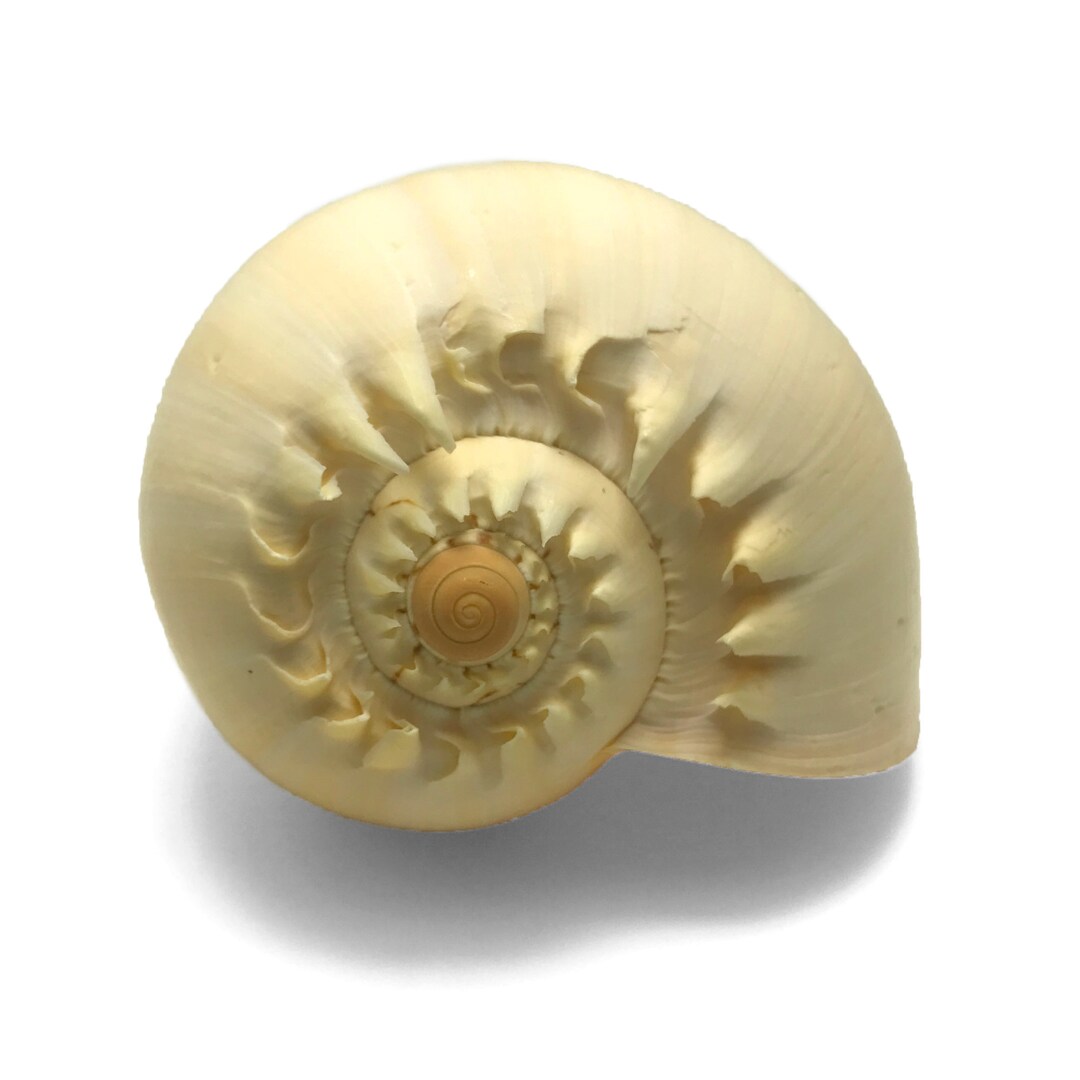 Orange Crowned Volute Sea Shell Melo Broderipii Natural Display ...